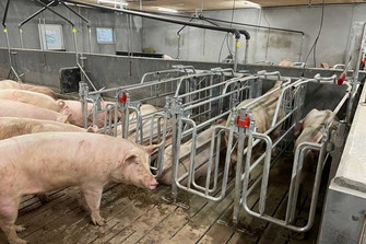 Mating and Gestation (MAG) box for better sows welfare