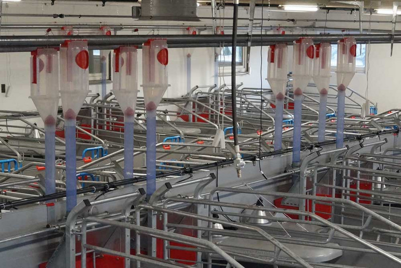 Feed dispensers for pigs