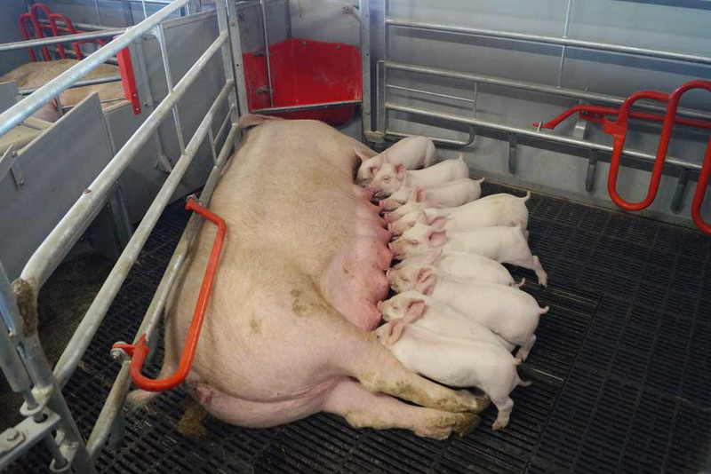Welsafe Farrowing pen for loose sows - Animal Welfare