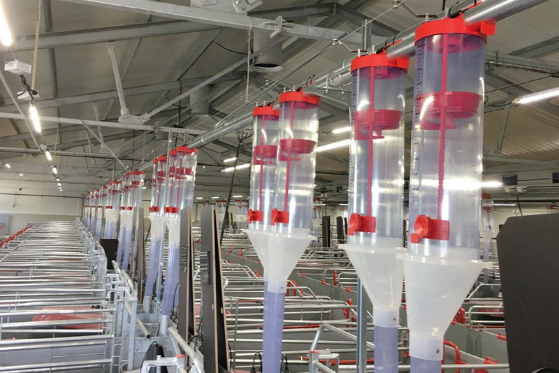 Feed dispensers for pigs