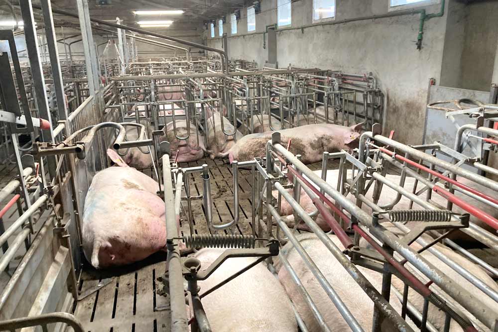 Pig Breeding Solutions with Focus on Animal Comfort and Innovation