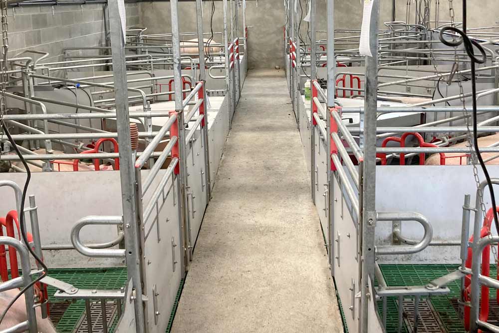 Pig Breeding Solutions with Focus on Animal Comfort and Innovation