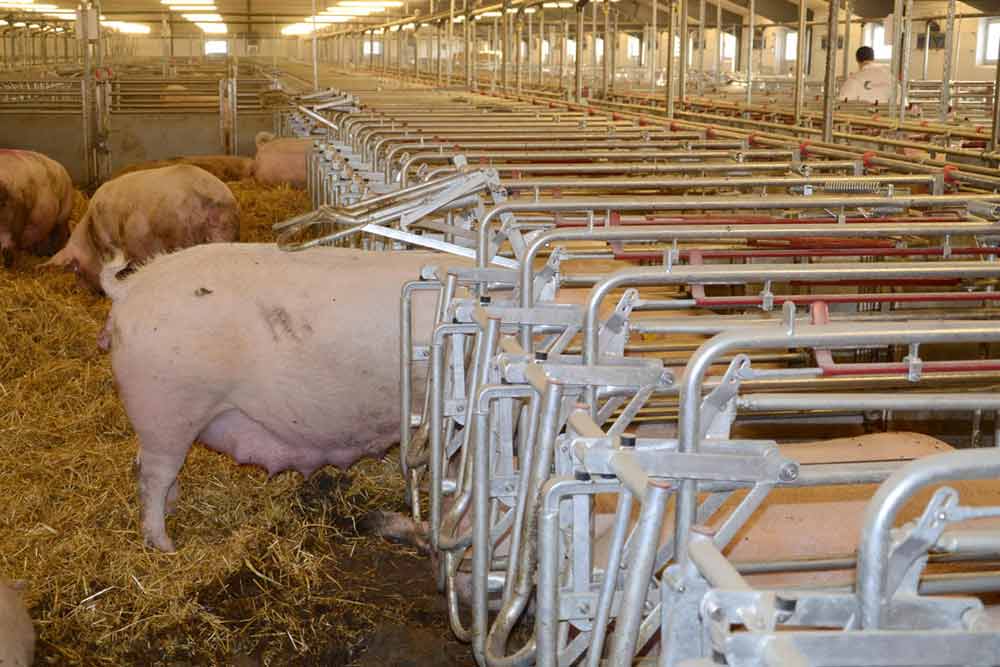 Free Access Box for sows | Combined mating and gestation box