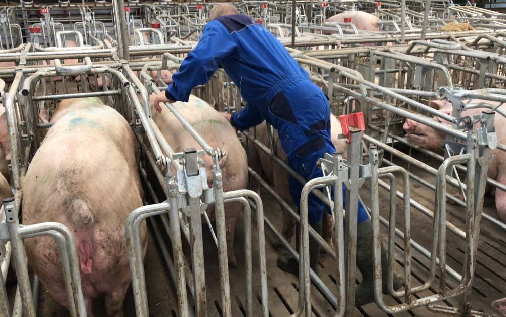 Mating and Gestation (MAG) box for better sows welfare