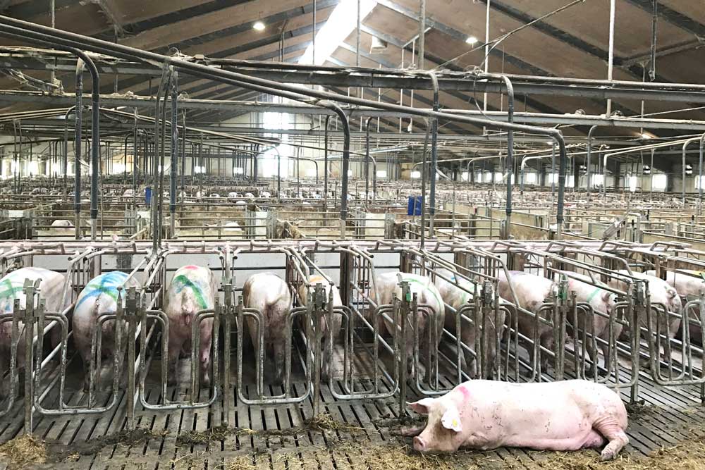 Mating and Gestation (MAG) box for better sows welfare