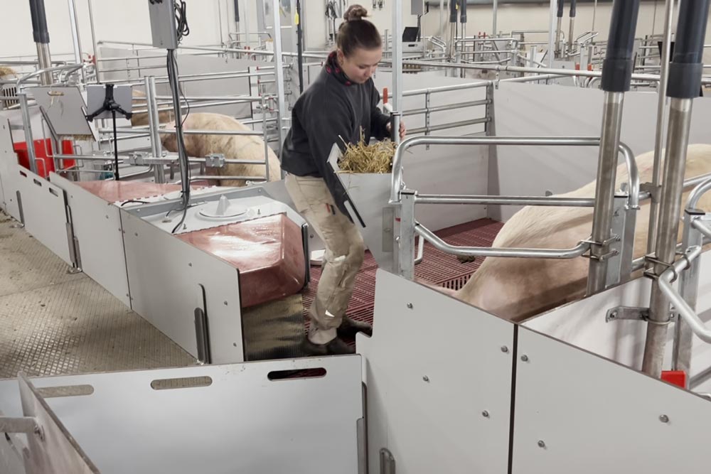 Farrowing pen for loose sows - Better animal welfare