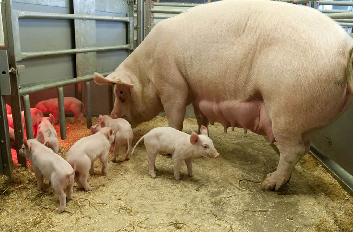 Farrowing pen for loose sows - the most popular model in Norway