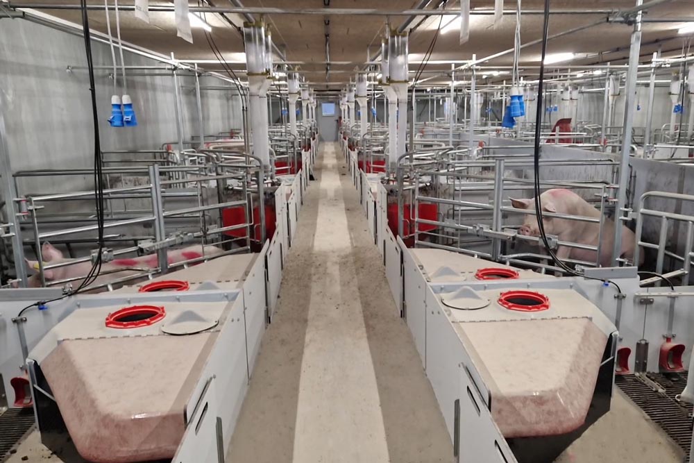 Farrowing pen for loose sows - Better animal welfare