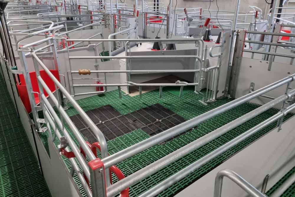 Welsafe Farrowing pen for loose sows - Animal Welfare