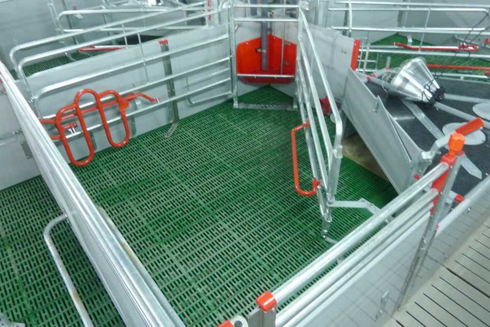 Welsafe Farrowing pen for loose sows - Animal Welfare