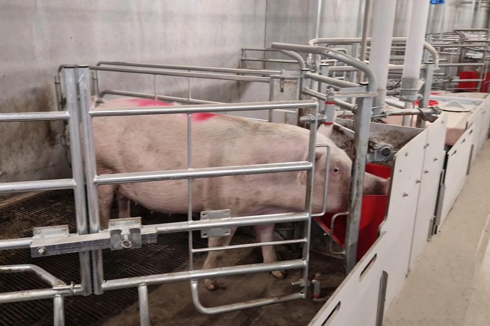 Farrowing pen for loose sows - Better animal welfare
