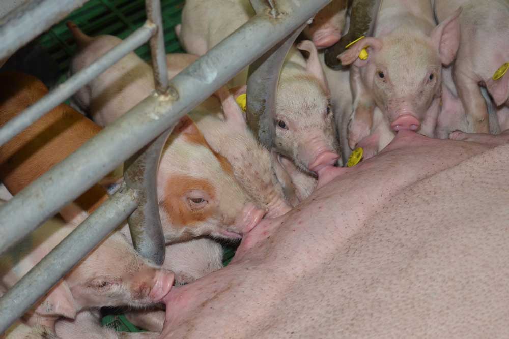 Baby Care Milk Feeding System for piglets in farrowing pens