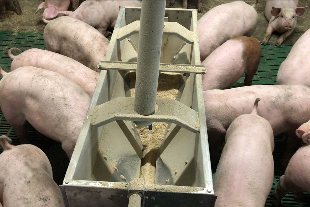 Box Feeder - for weaners and finishers | Reduce feed waste