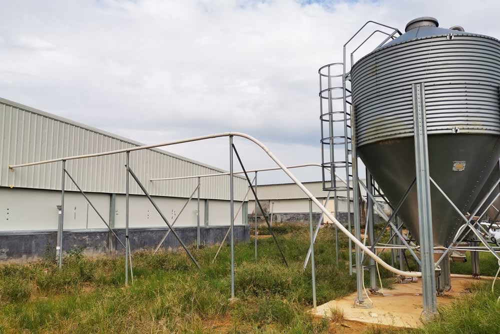 Feed transport system for pigs