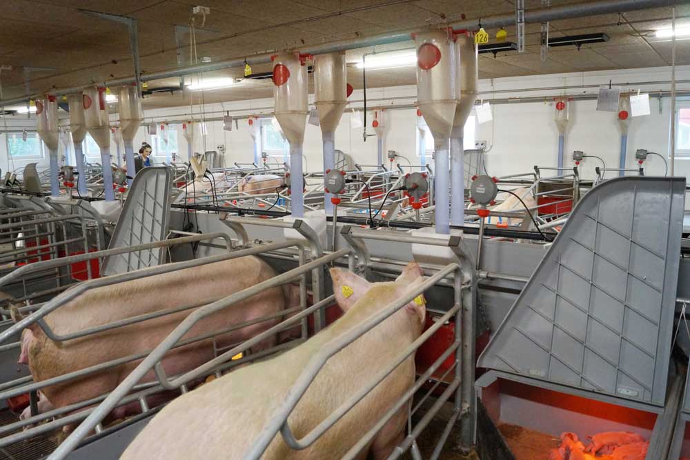 Color Feed Phase Feeding - Dry Feeding of pigs - Reduce feed waste