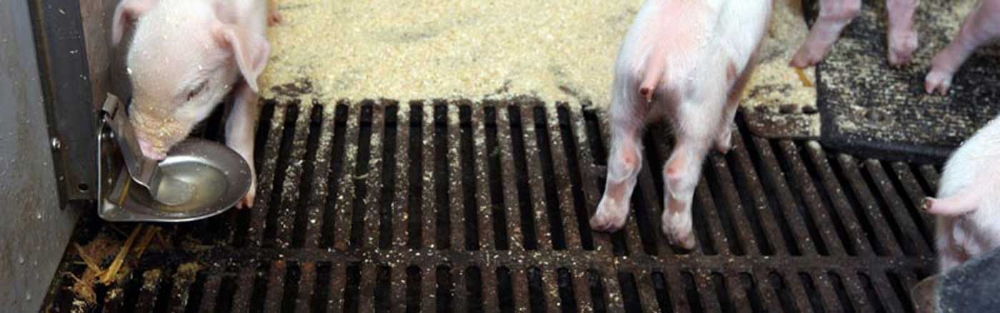 Self-supporting cast iron slats for pig farms - low mounting costs