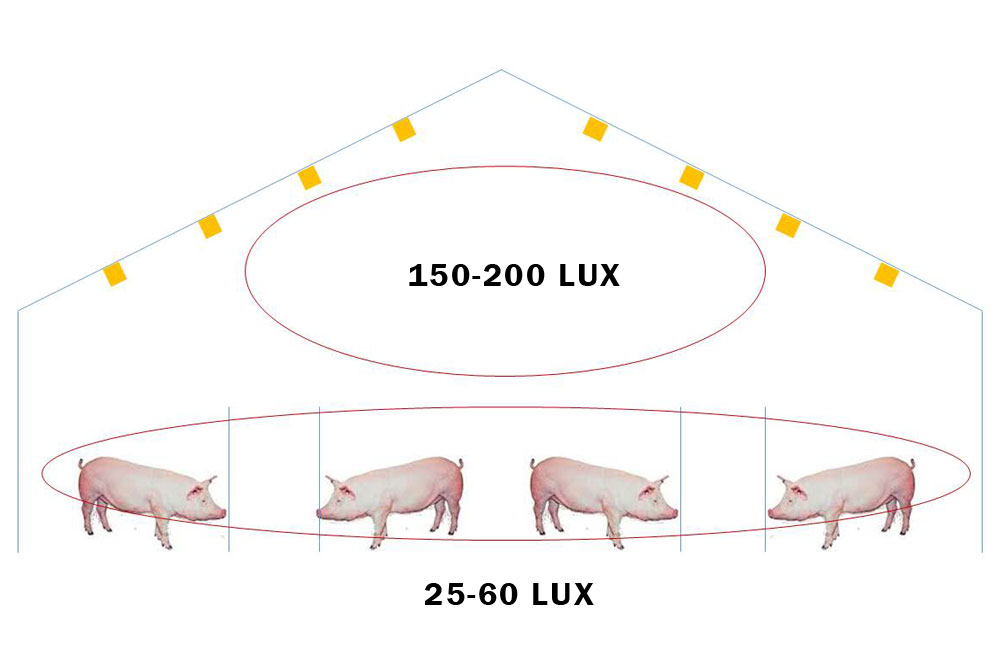 LED-light for pig farms | 50–80% power savings | 100 % waterproof
